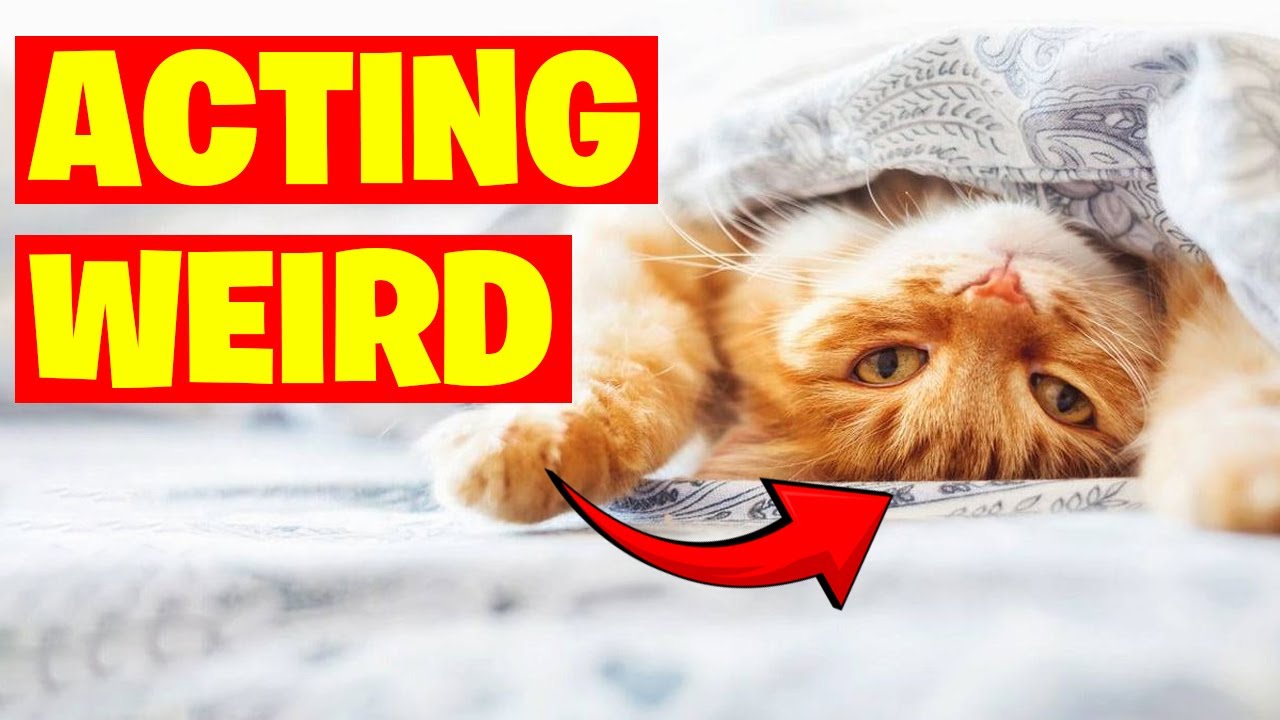 Why Cats Act Weird Around You Explained By Experts YouTube why-cats-act-weird-around-you-explained-by-experts-youtube