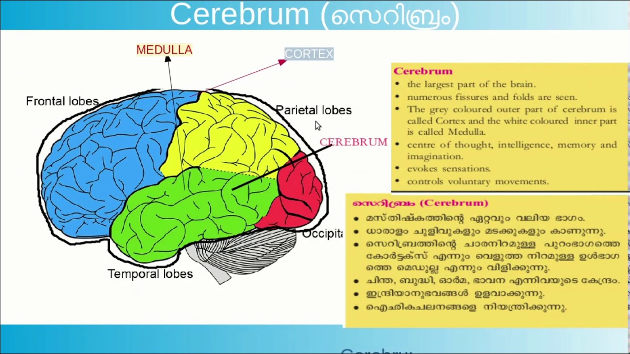 Human Brain Structure Class X YouTube human-brain-structure-class-x-youtube