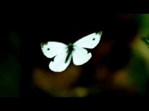 Butterfly Take-off - YouTube