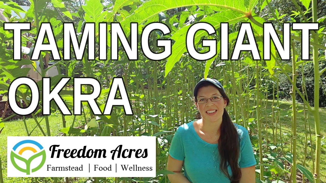 Pruning GIANT OKRA for a SECOND CROP!! - YouTube