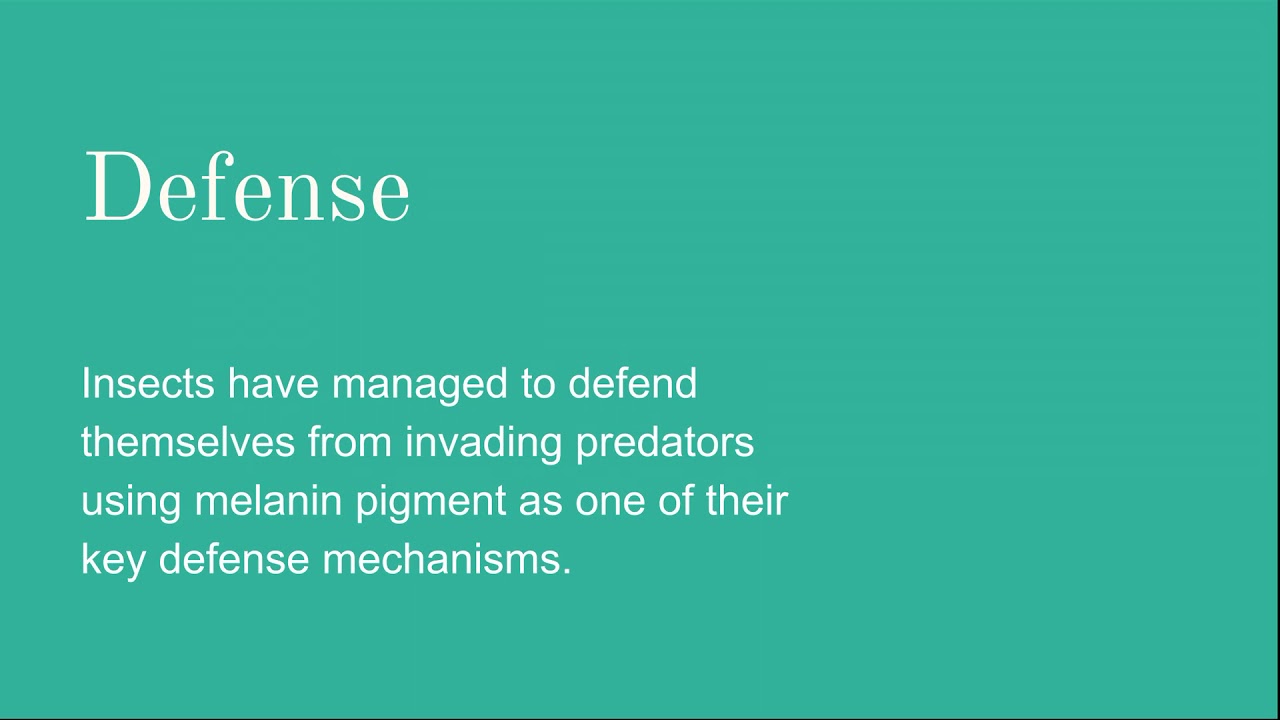 Melanin in insects - YouTube