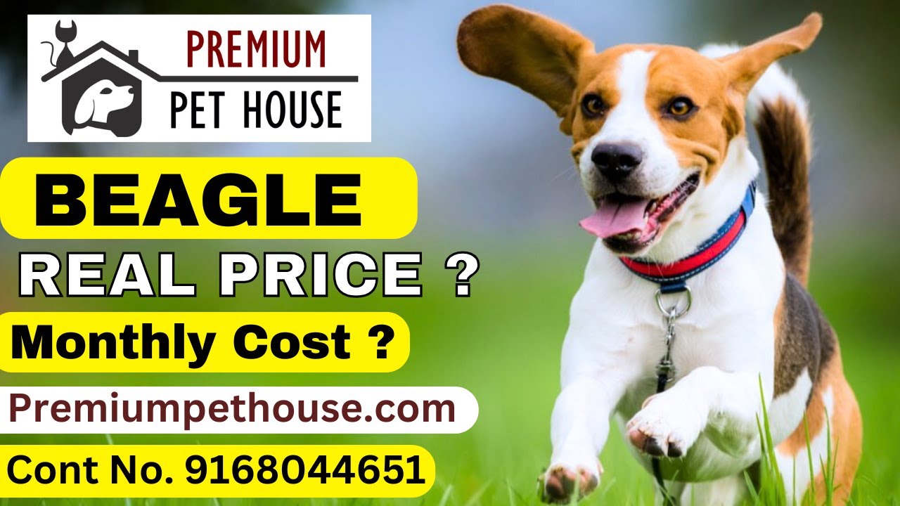 beagle price in india | Beagle Puppies For Sale In India - Premium Pet ...