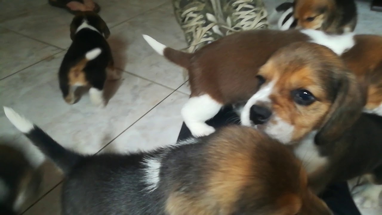 A jugar! Cachorros beagle - Finger Magic Beagles - YouTube