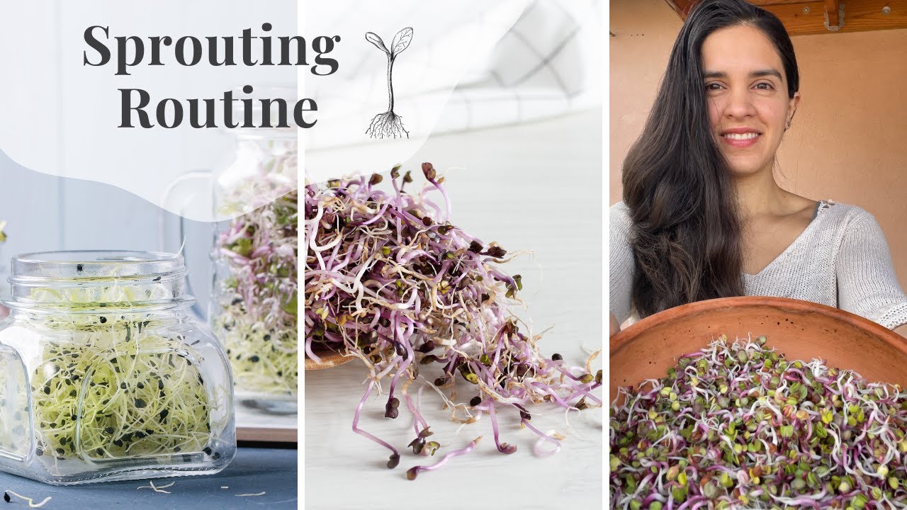 🌱How to Grow Sprouts (Even in Winter ️) - YouTube