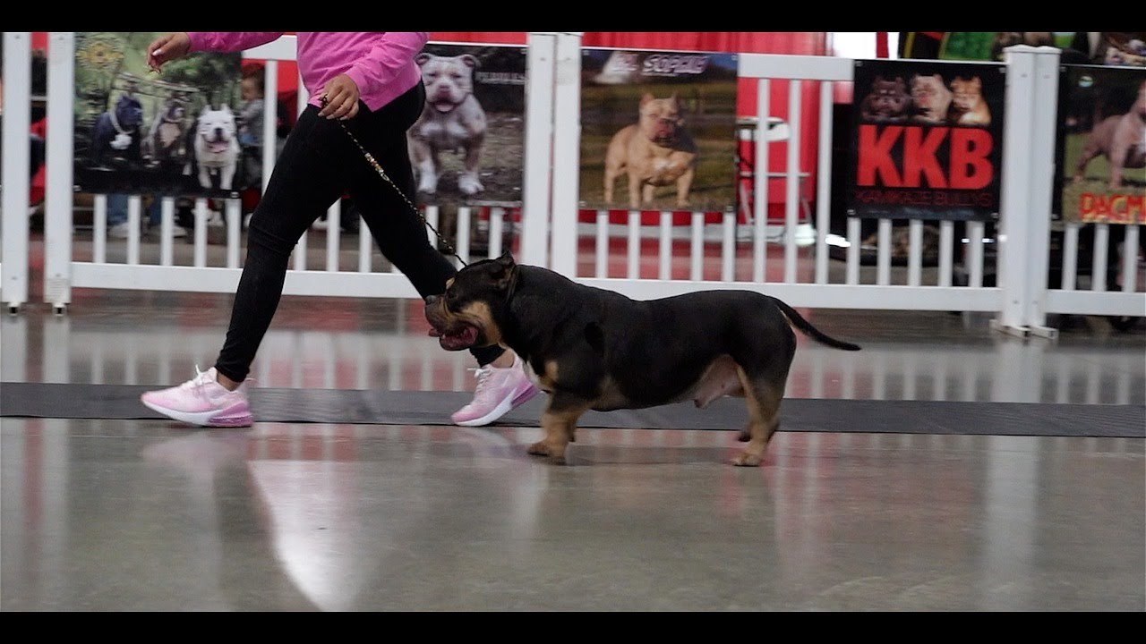 AMERICAN BULLY KARNAGE BIG RED SON ALL THE WAY FROM FRANCE - YouTube