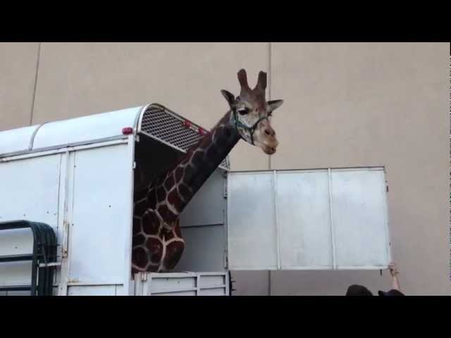 Hangover 3 Giraffe Bridge