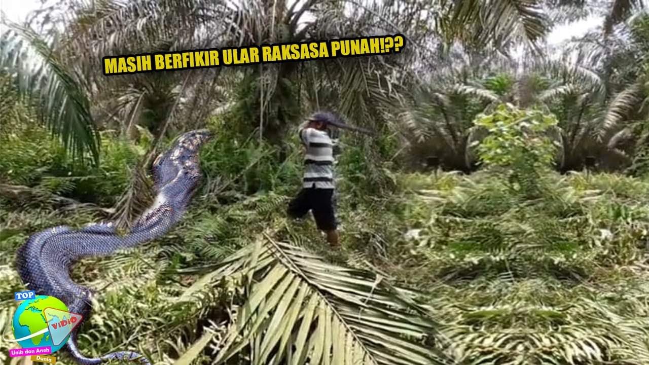 Seorang Pria Temukan Ular Raksasa Sanca Kembang Sedang Kawin di Semak² ...