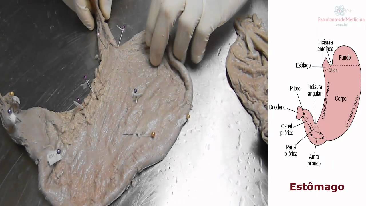 ANATOMIA do Estômago - HD - YouTube