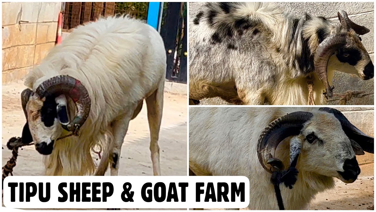 Madurai & Amingad Rams at Tipu Sheep & Goat Farm Bangalore Karnataka ...