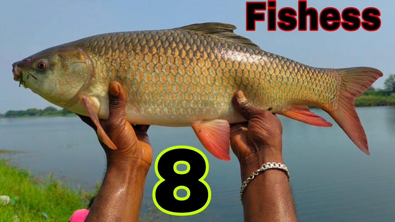 Hand Fishing Videos | Fish Catching | Best Hook Fishing | Singh Shikar ...