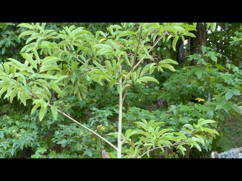 How I propagate sugar apple limb - YouTube