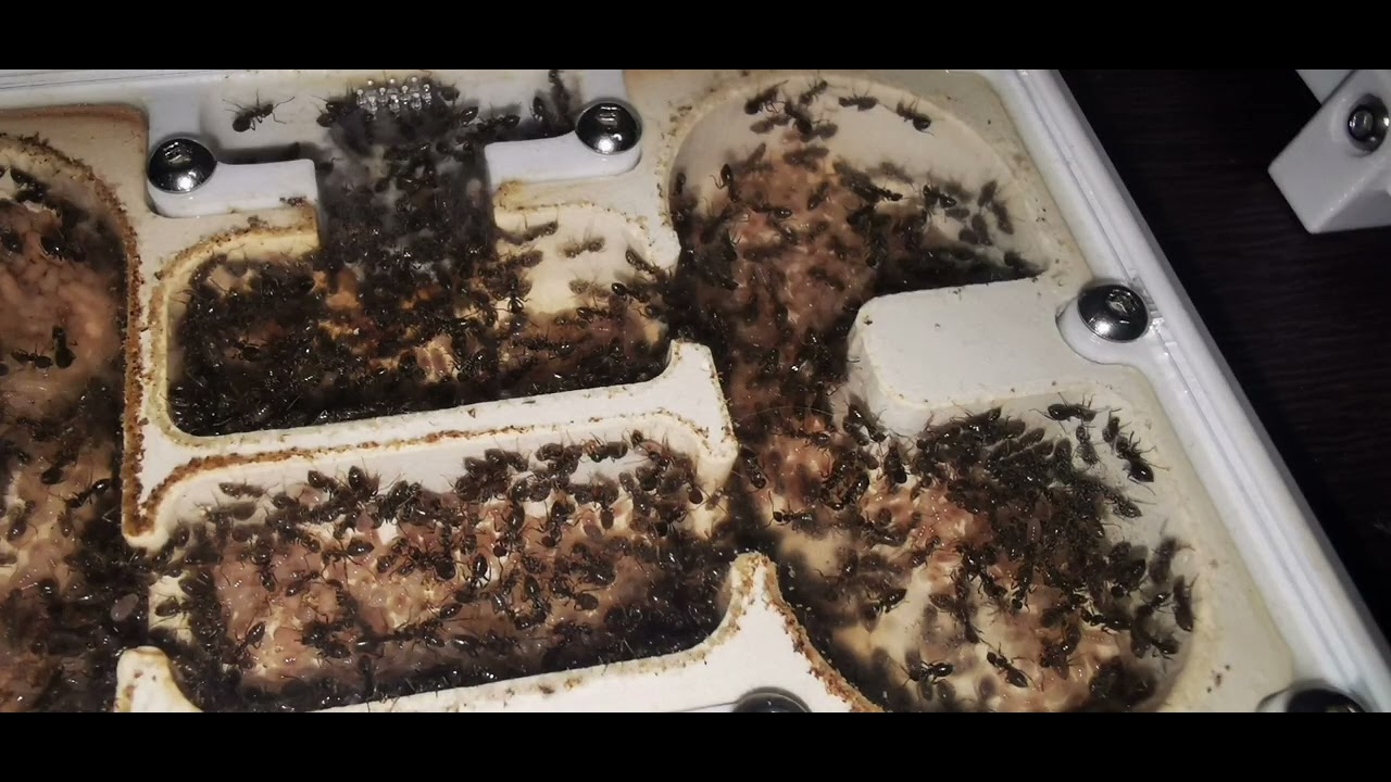 Lasius Niger Colony update |4/2/24 - YouTube