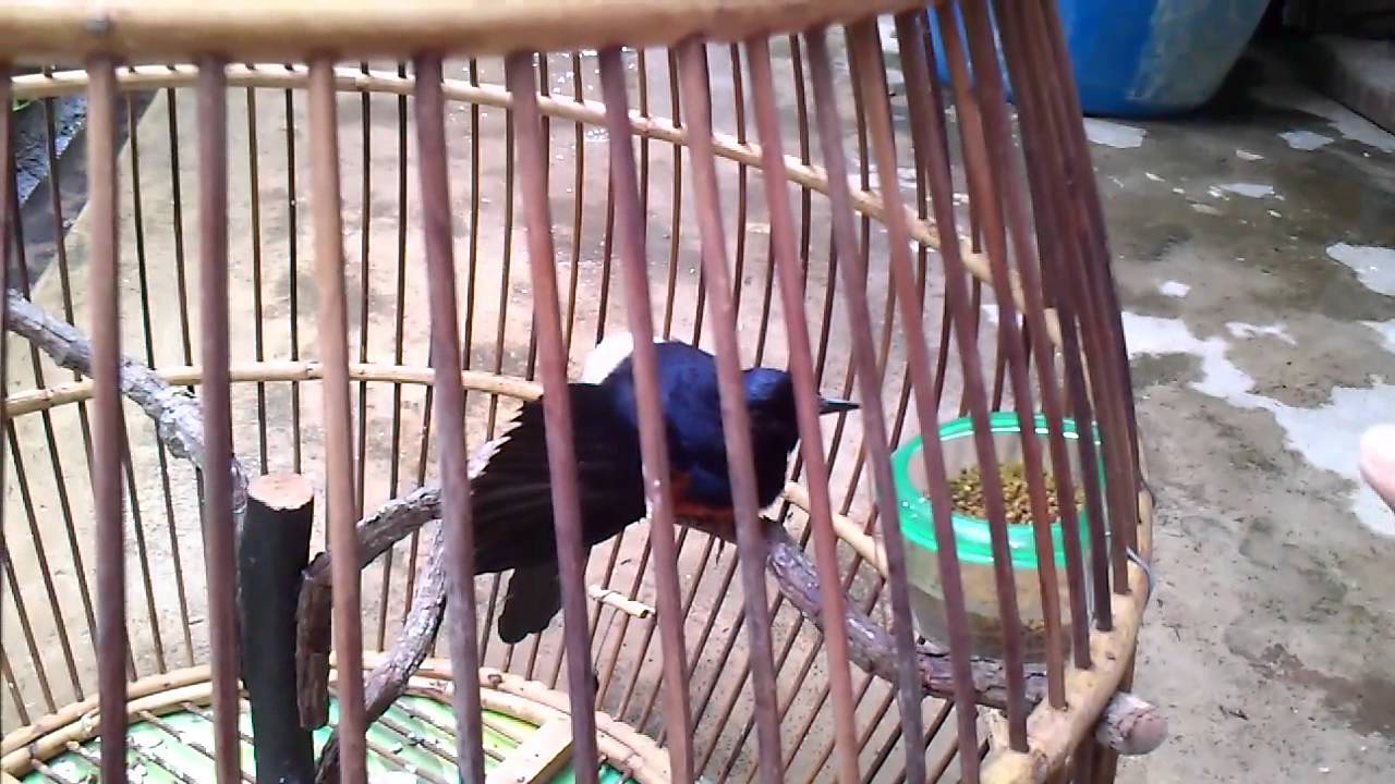 Murai cerang garang - YouTube