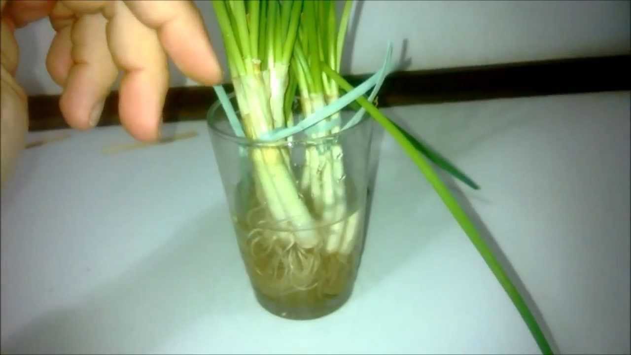 Como cultivar cebolinha verde - YouTube