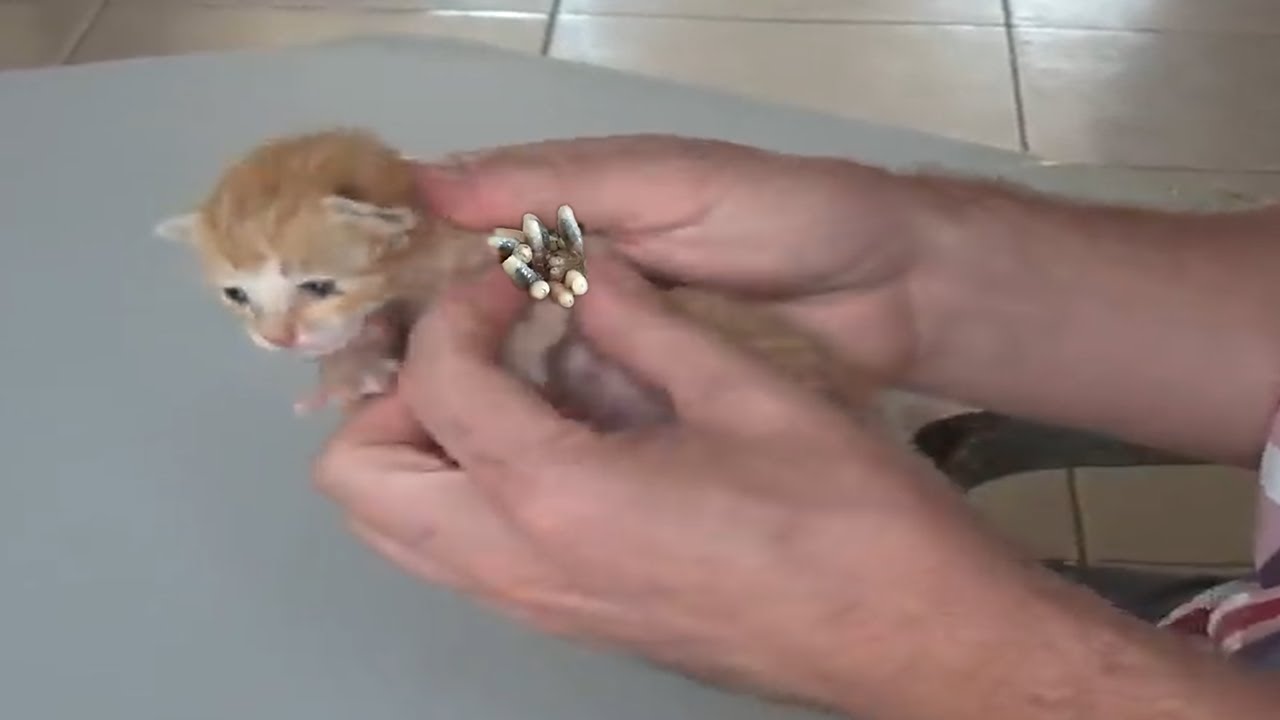 Removing Monster Mango worms From Helpless Dog! Animal Rescue Video ...