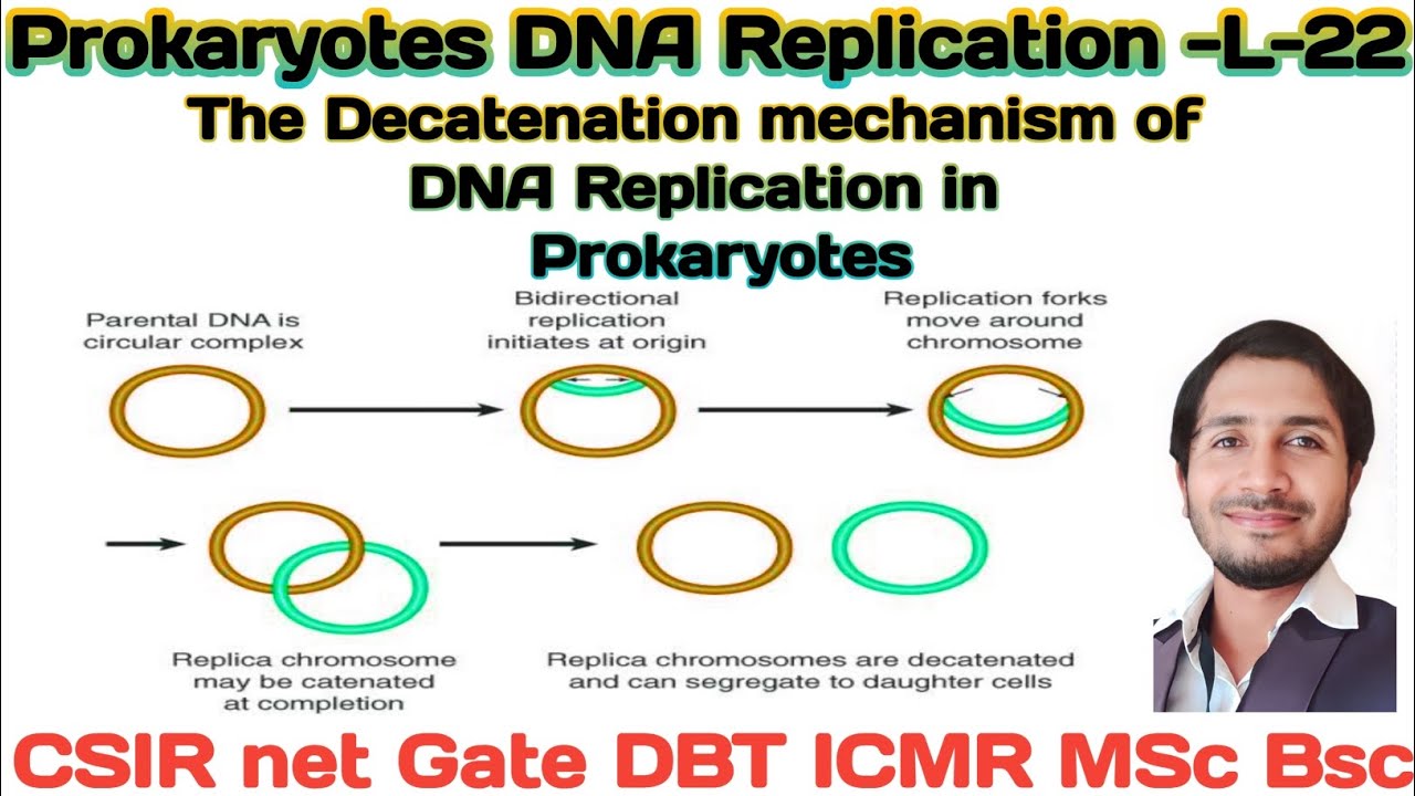 Prokaryotic DNA Replication-L-22 Decatenation mechanism or How release ...