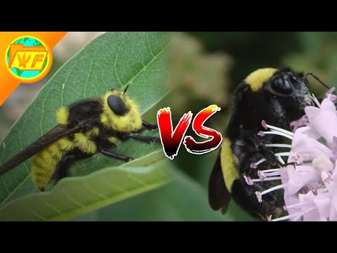 Bee VS Robber fly: Which is the DEADLY Imposter? - YouTube