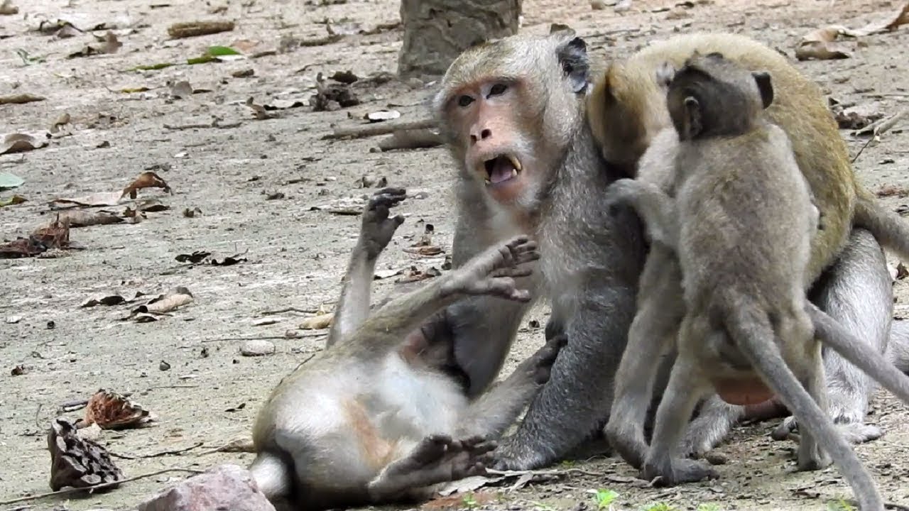 Why Big Monkey Bite Small Monkey ST847 Mono Monkey - YouTube