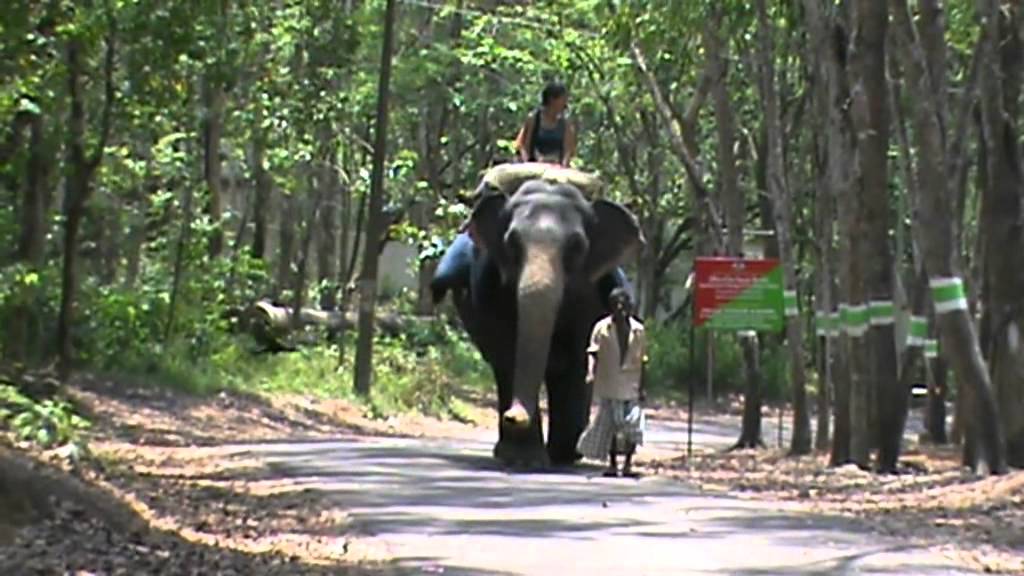 Elephant Riding-Kerala Forests&Wildlife Department Elephant ...