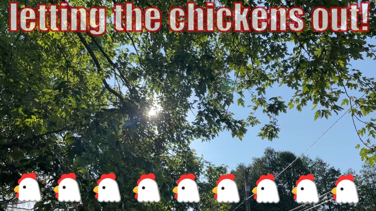 [letting the chickens out 242 ] (chickens life ep295) like and sub😊 ...