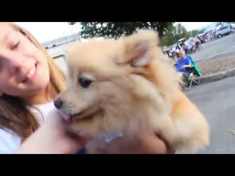 Pointless Vlog - Lots of dogs (Penn State) - YouTube