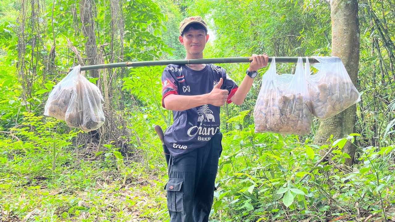 เดินป่าเก็บเห็ดโคลดอกเล็กได้เยอะมาก Youtube