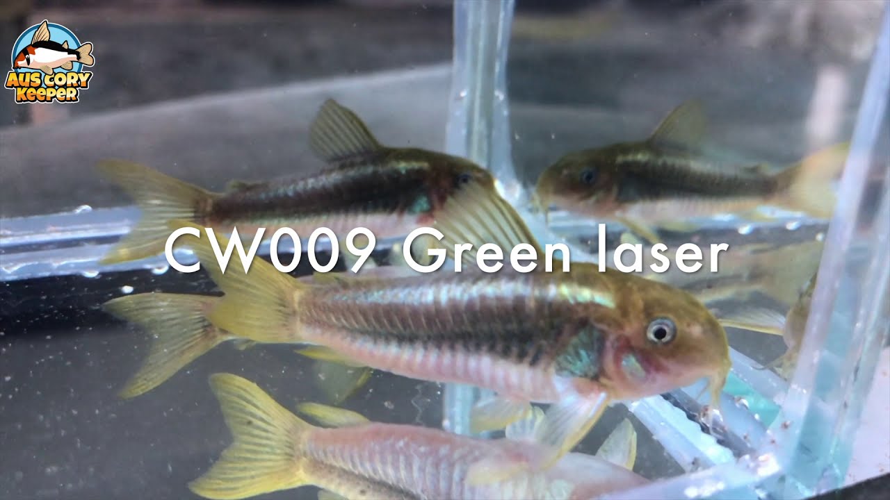 Corydoras sp. CW009 "Green laser" - YouTube