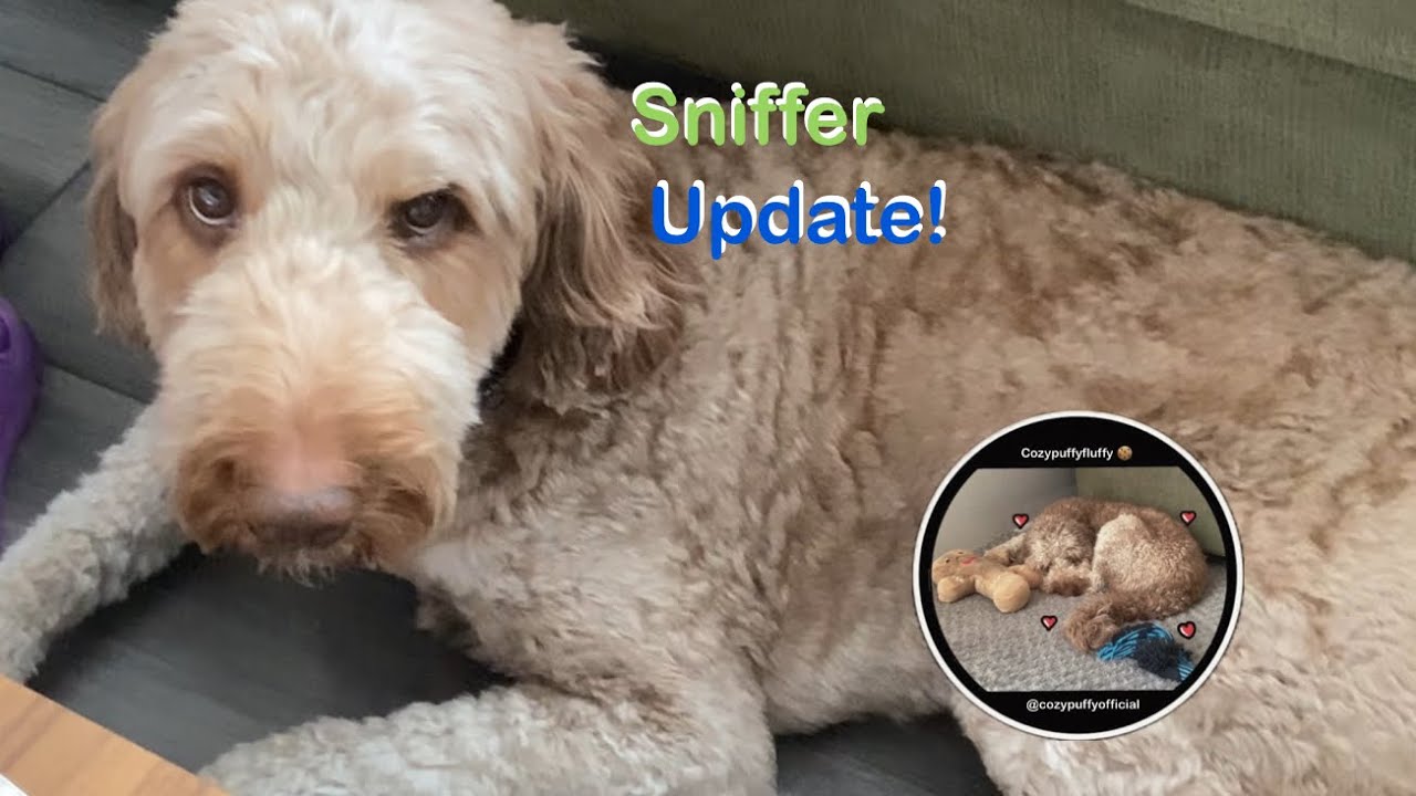 Sniffer Update! - YouTube