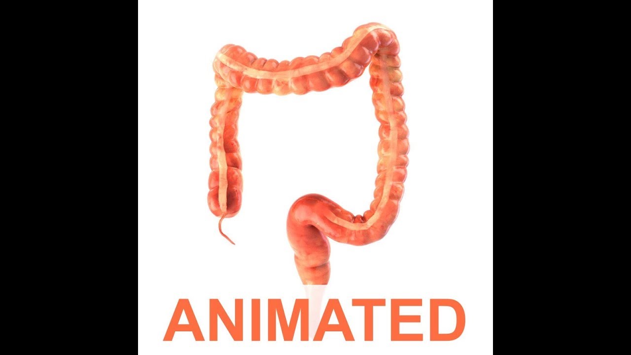 3dmodel human colon animated at 3dexport.com - YouTube