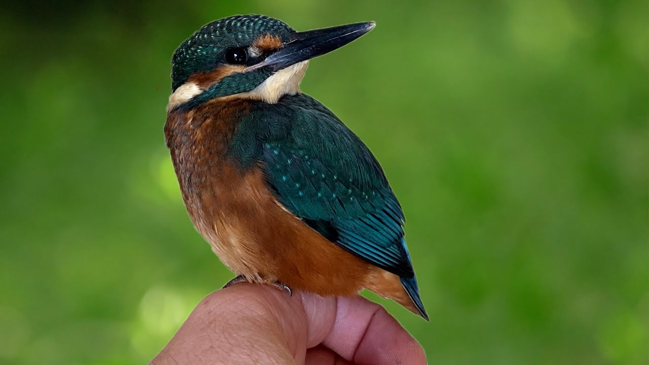 Baby Kingfisher Released Into the Wild 🐦🪶😊 | Rescued & Returned to the ...