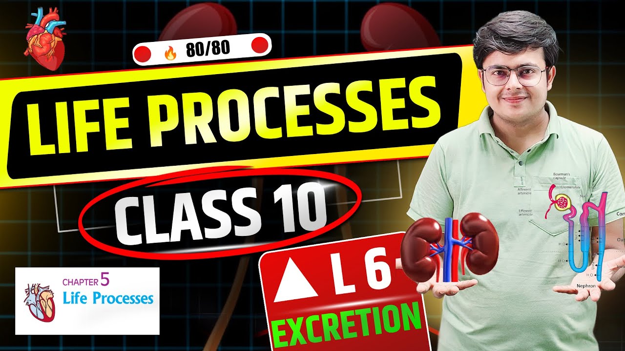 LIFE PROCESSES | Lecture 6 |Human Excretory System | class 10 ...