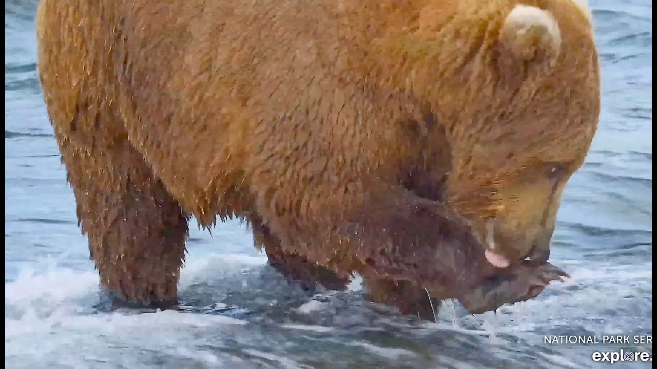 06 Oct 2024: 903 Gully catches fish at falls (explore.org) - YouTube