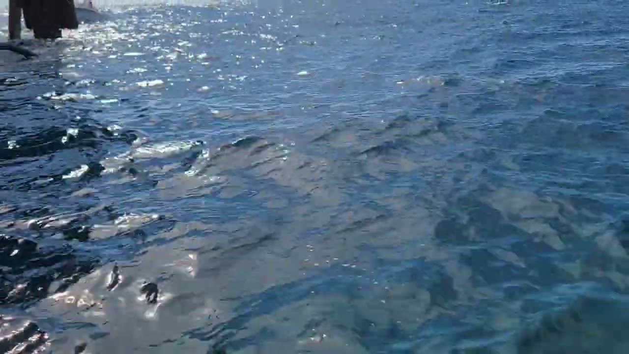 Great white shark @ Chesapeake light tower - YouTube