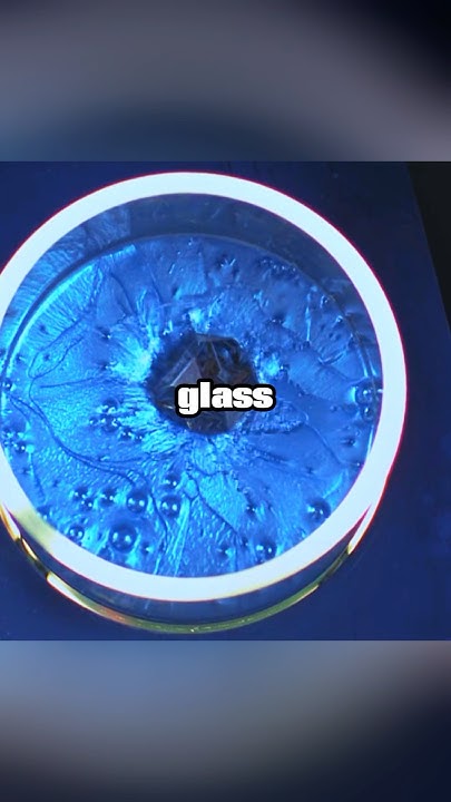 Scientists split a python in two with a scalpel. - YouTube