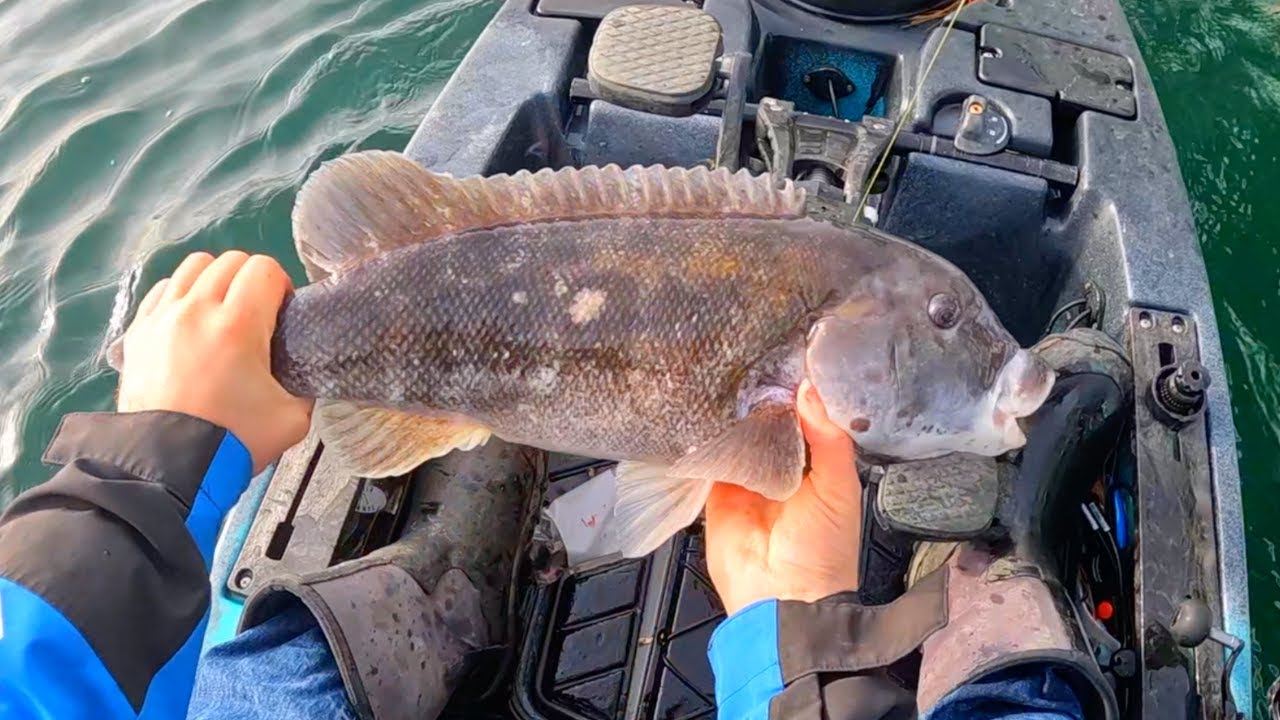 Winter Time Blackfish Catch & Cook - Easy Tautog Chowder - YouTube