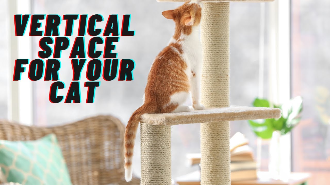 Integrating Vertical Space for Your Cat's Environment - YouTube