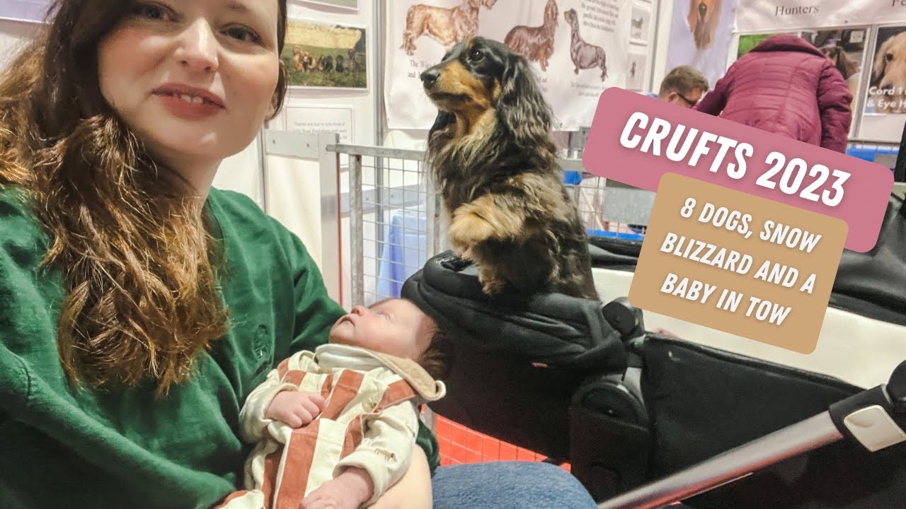 Going to #Crufts with a baby and holiday with 8 dogs 😳 | Miniature ...
