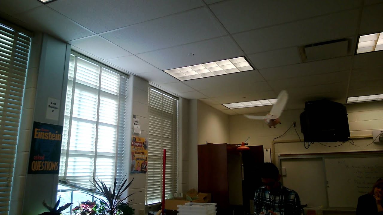AP Physics Flying Pig Lab YouTube ap-physics-flying-pig-lab-youtube
