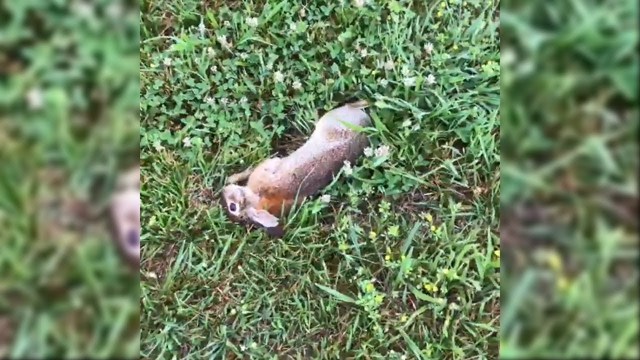 Little High Rabbit Goes Crazy - YouTube