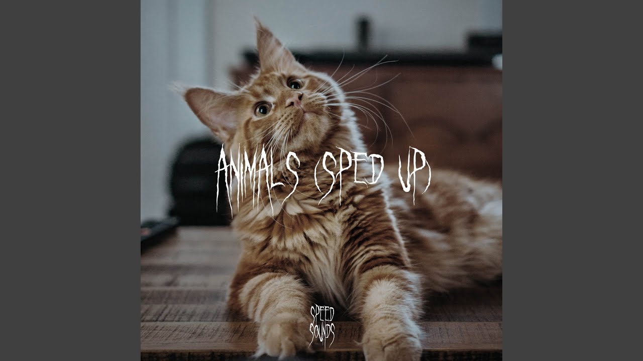 Animals (Sped Up) - YouTube Music