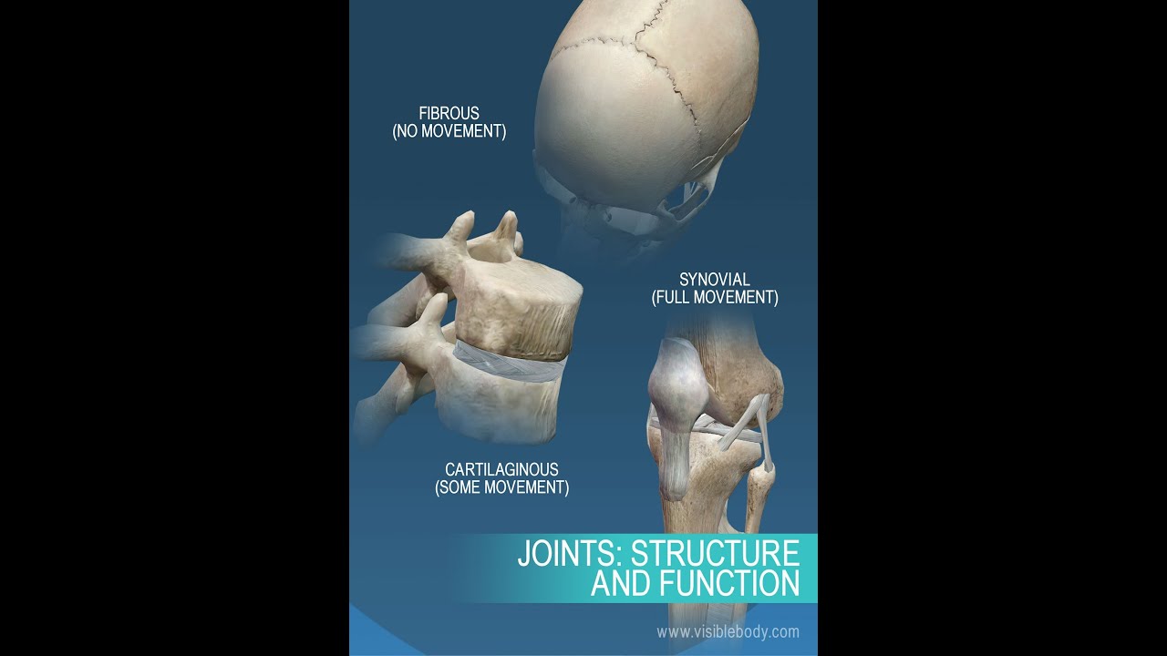 Joints (Articulation) - YouTube