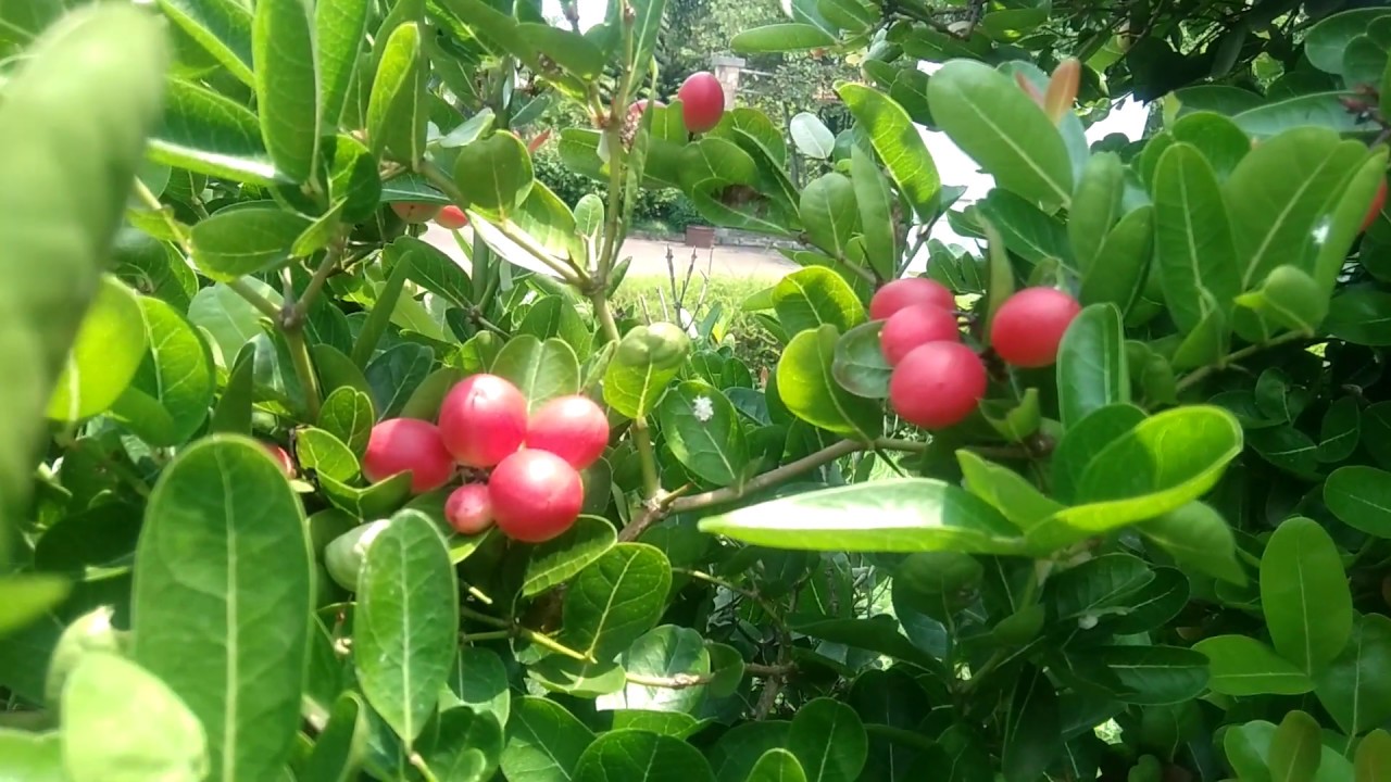 [HD1080p] Pohon Kerendang yang buahnya mirip anggur ini daunnya berguna ...