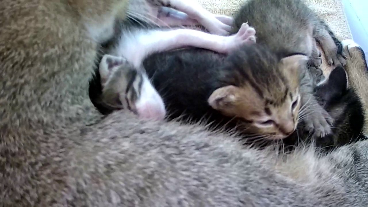 Little kittens meowing and talking - YouTube