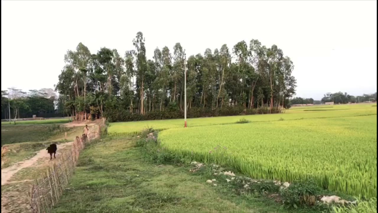 My beautiful Village(Syedpur) - YouTube