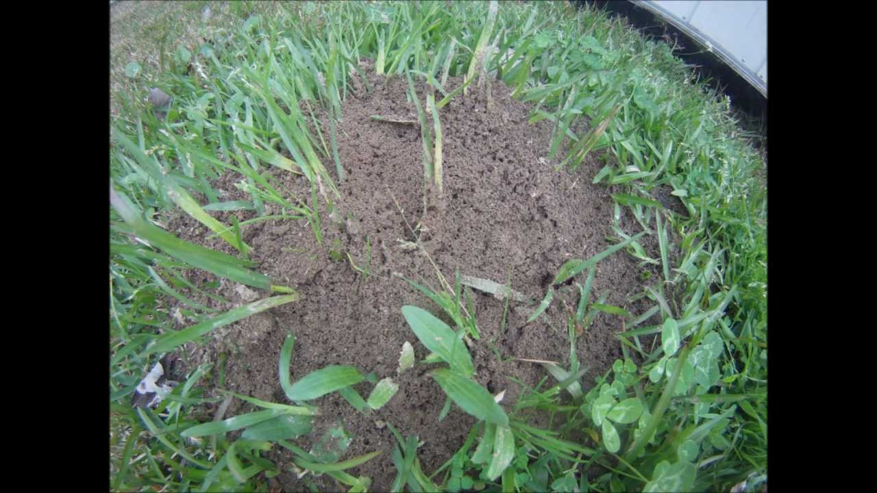 Ant Pile Time Lapse - YouTube