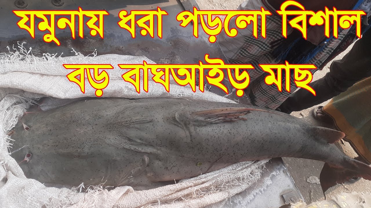 Giant Baghair Fish Catching in Jomuna River ।। কিভাবে বাঘাআইড় মাছটি ...