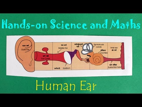 Human Ear | Hindi - YouTube