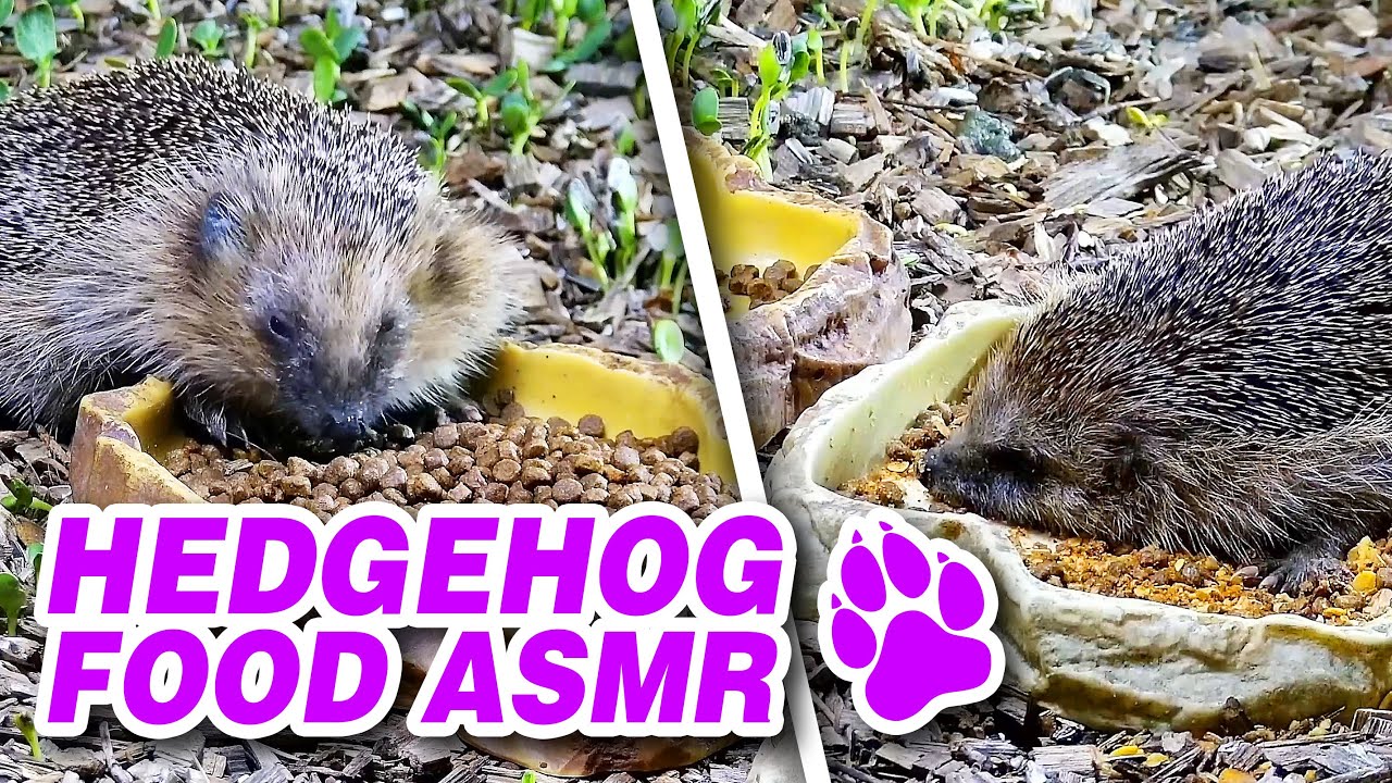 Wild hedgehogs eat hedgehog food - hedgehog eating sounds ASMR - YouTube