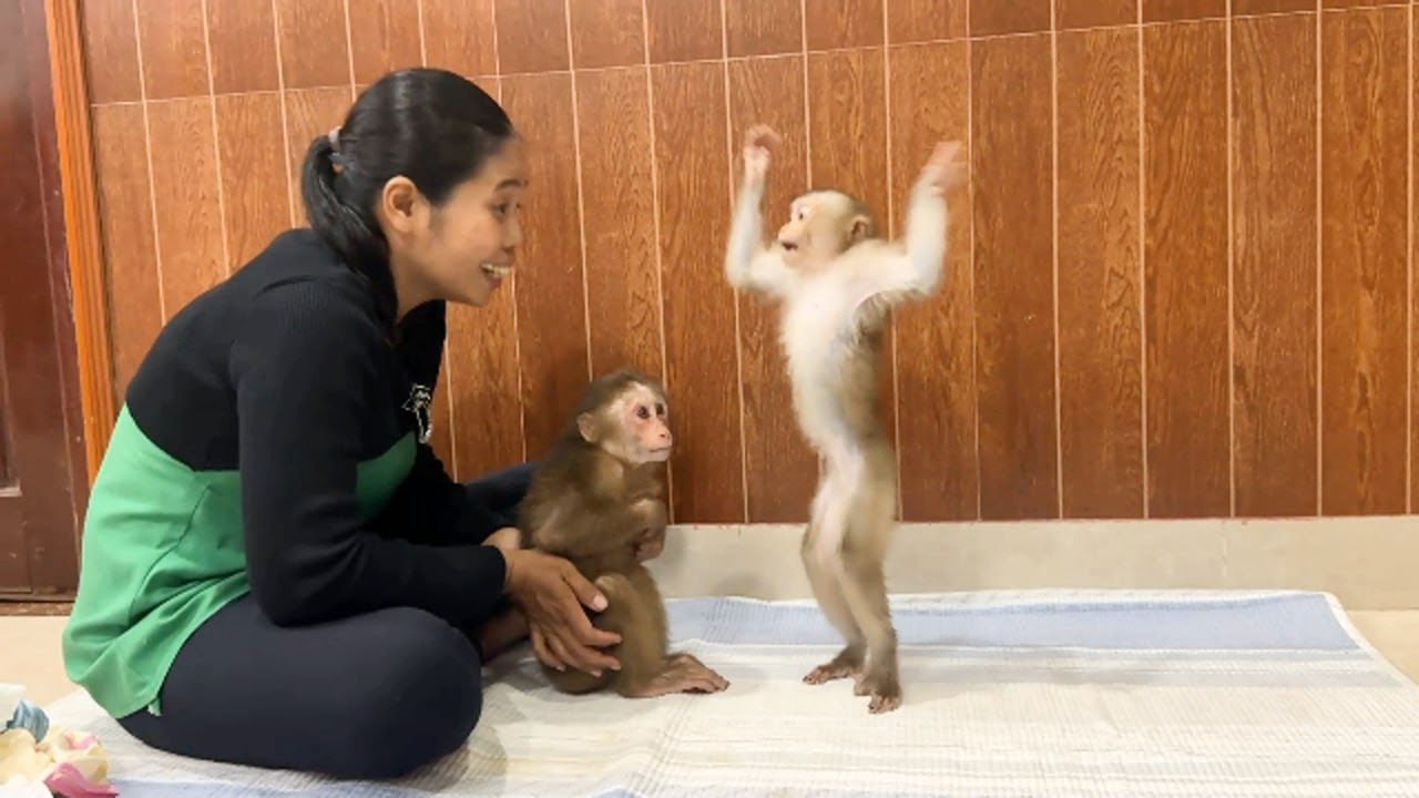 Lil Linda Dancing Talent To Amuse Mom & Chichi For Morning Play - YouTube