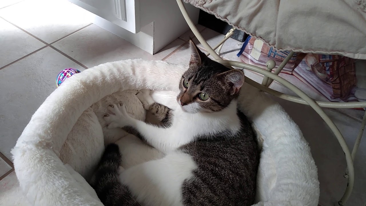 My New Cat YouTube my-new-cat-youtube